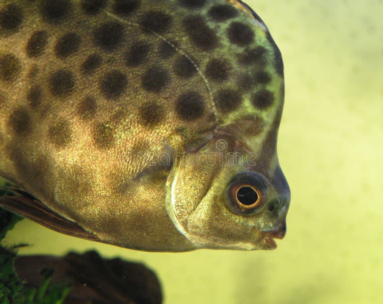 Scatophagus Argus in Aquarium Stock Photo - Image of fish, lake: 12565340