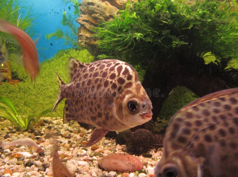 Vissen in Aquarium-glas Bloodfish Stock Foto - Image of hobby, aquarium ...