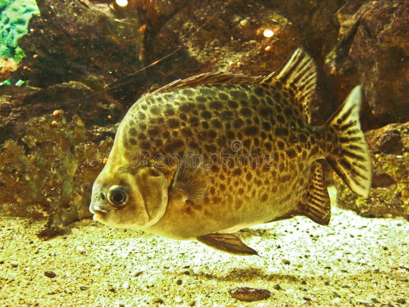 Scatophagus Argus Atromaculatus Stock Photo - Image of exotic, argus ...