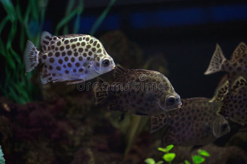 Scatophagus Argus are Popular Aquarium Fish Stock Image - Image of ...
