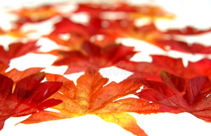 Scattered Autumn leaves stock image. Image of fall, scattered - 1260561