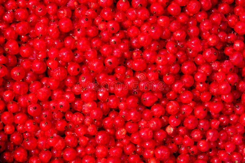Scattered Berries of Red Currant Close-up from the Top View Stock Image ...