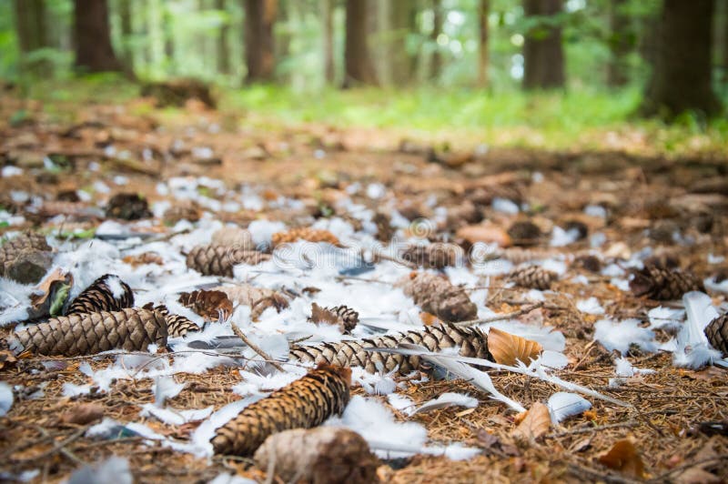 Scattered bird feathers stock photo. Image of needles - 86040952