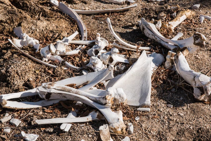Scattered Bones stock image. Image of nature, drought - 233961889