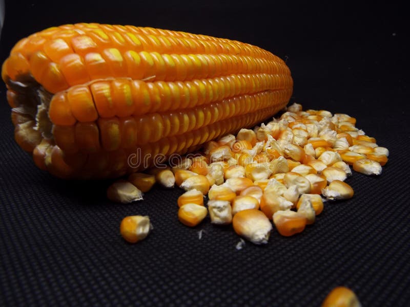 Scattered Corn Kernels and Grains Stock Image - Image of produce ...