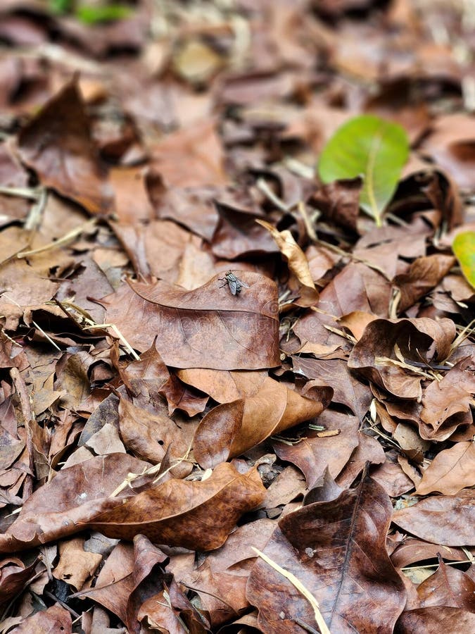 Scattered Dead Leaves and the Fly Stock Image - Image of food, branch ...