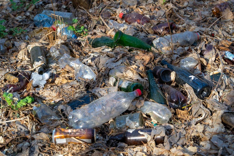 Scattered Debris on the Ground in the Forest. Stock Image - Image of ...