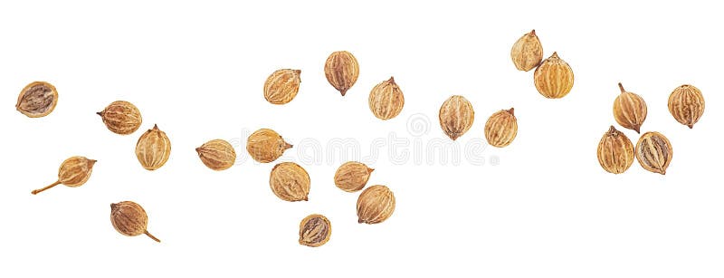 Scattered Dried Coriander Seeds Isolated White Background Top View ...