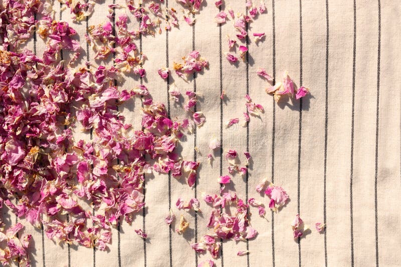 Scattered Dried Tea Rose Petals on Striped Fabric, Top View Stock Photo ...