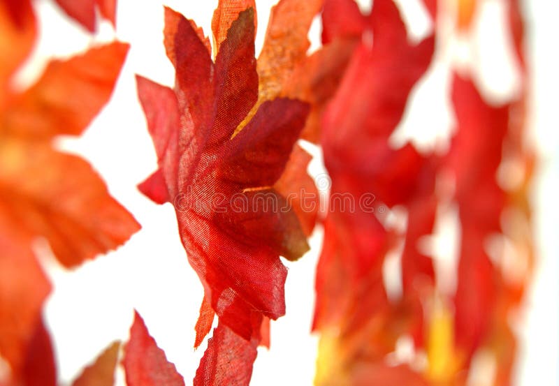 Scattered Fall Maple Leaves on White Background Stock Image - Image of ...