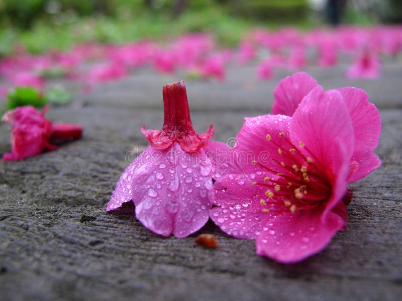 Scattered flowers in rain stock photo. Image of distance - 18722530