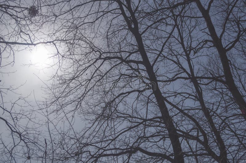 Sad winter sky with trees stock image. Image of gray - 177763023