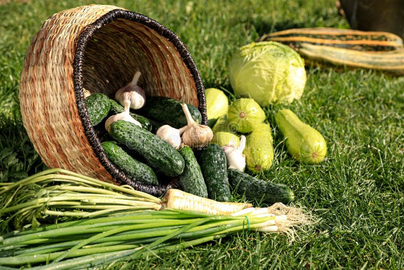 Scattered Fresh Ripe Vegetables and Wicker Basket on Green Grass Stock ...