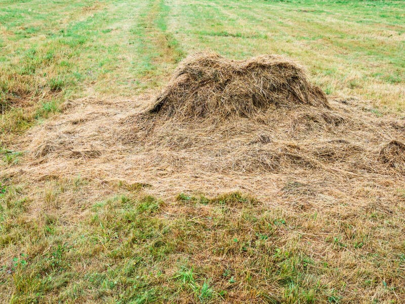 Scattered Hay Stack on Mowed Field after Rain Stock Photo - Image of ...
