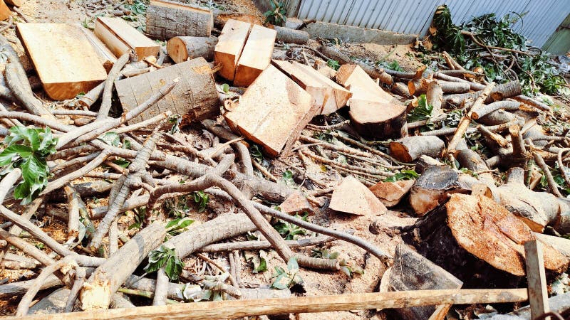 Scattered Pieces of Wood and Fallen Tree Branches Stock Photo - Image ...