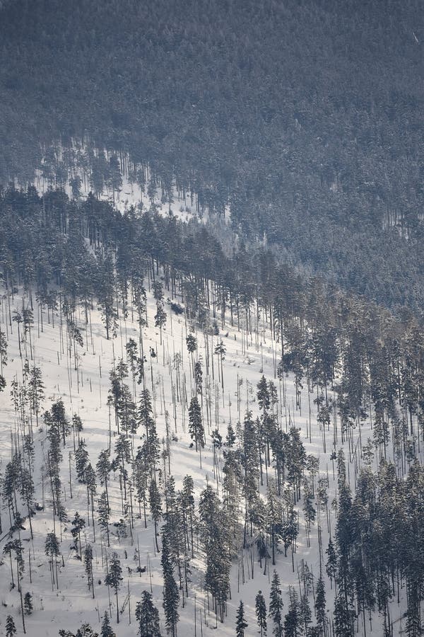Scattered Pine Trees on a Mountain Covered by Snow Stock Photo - Image ... Scattered Pine Trees on a Mountain Covered by Snow Stock Photo - Image ...