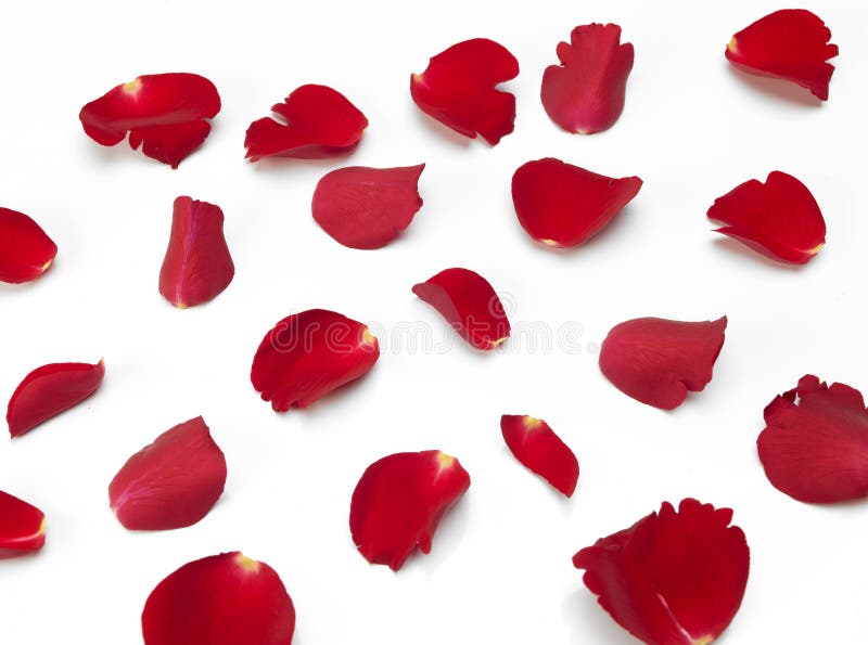 Scattered red Rose petals stock photo. Image of flower - 10615492