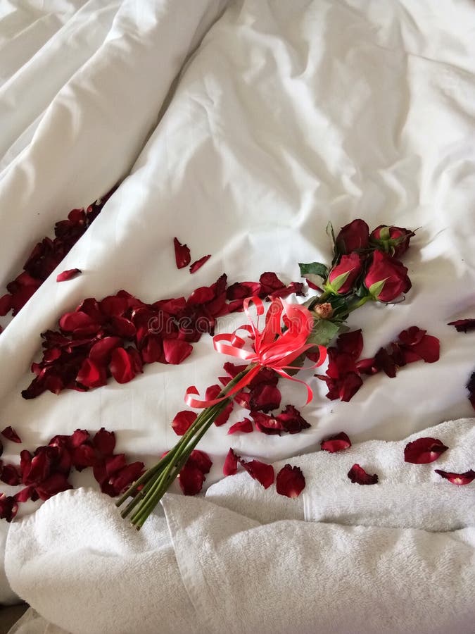 Scattered Red Roses Symbolize Romance Stock Photo - Image of strawberry ...