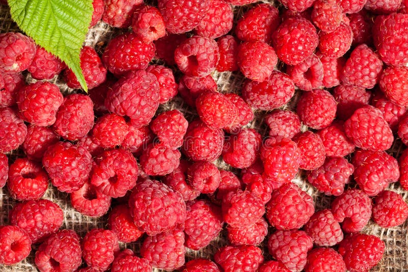 Scattered ripe raspberries stock photo. Image of juicy - 25952028