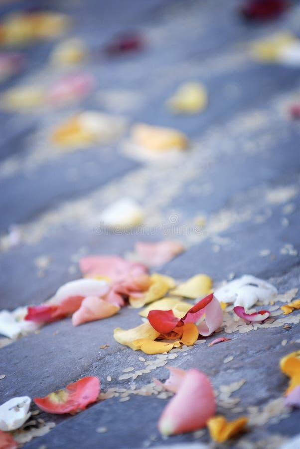 Scattered Rose Petals stock image. Image of paved, exit - 3574693