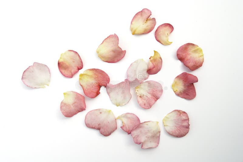 Scattered Rose Petals stock image. Image of background - 46390913