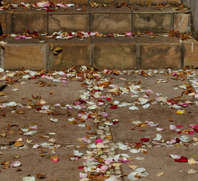 Scattered rose petals stock photo. Image of scattering - 93261758