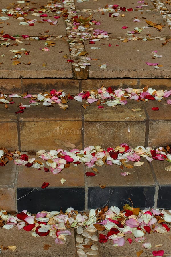 Scattered rose petals stock photo. Image of scattering - 93261758