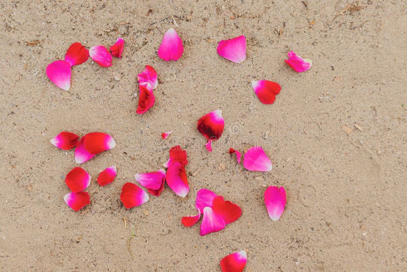 Scattered Rose Petals stock photo. Image of falling - 189532962