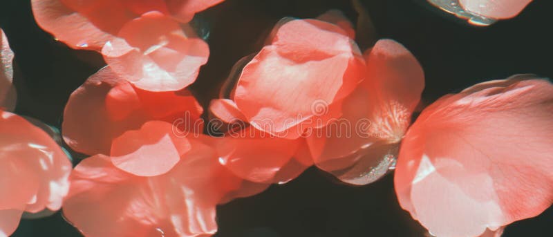 Scattered Rose Petals Overlay Texture on a Black Background with Subtle ...