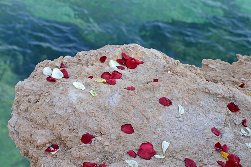 Scattered Rose Petals stock image. Image of background - 46390913