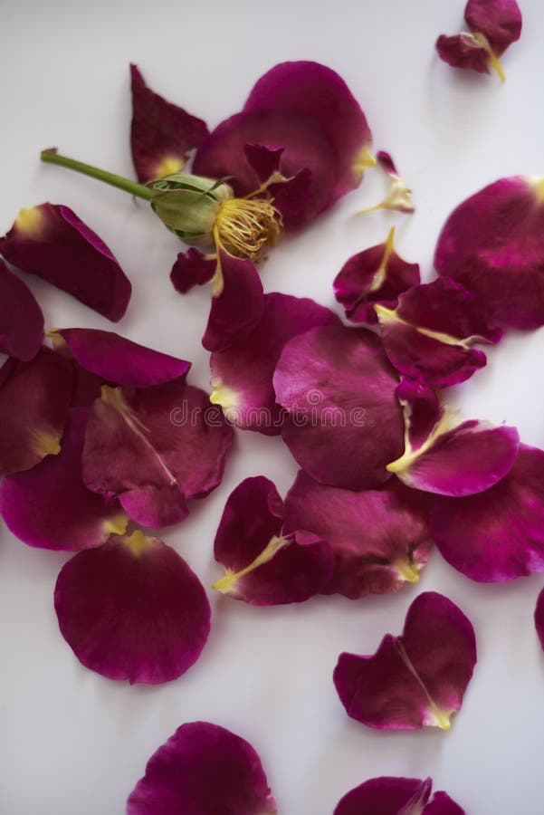 Scattered Rose Petals stock image. Image of background - 46390913