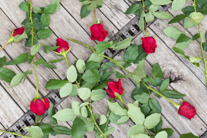Scattered Roses on Wooden Background, Top View Stock Photo - Image of ...