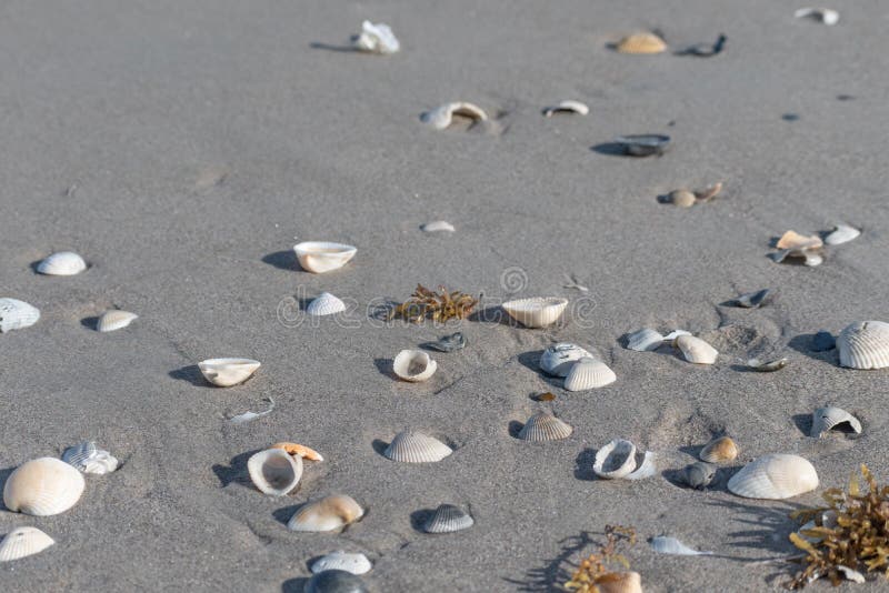 Scattered Seashells on Shore Stock Photo - Image of atlantic, leisure ...