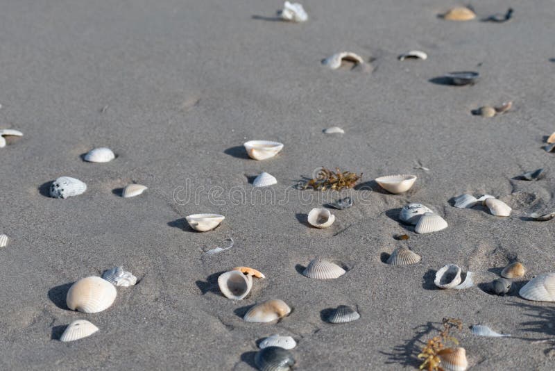 Scattered Seashells on Shore Stock Photo - Image of seashells, marine ...