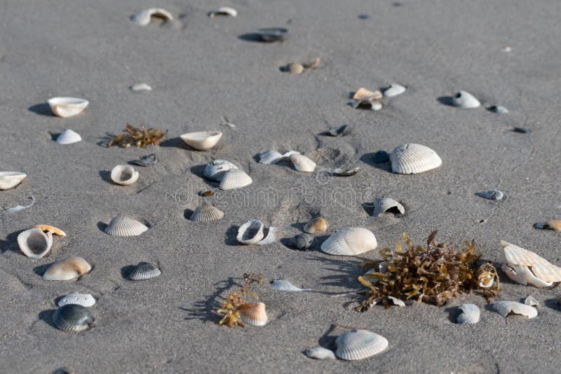 Scattered Seashells on Shore Stock Photo - Image of shore, climate ...