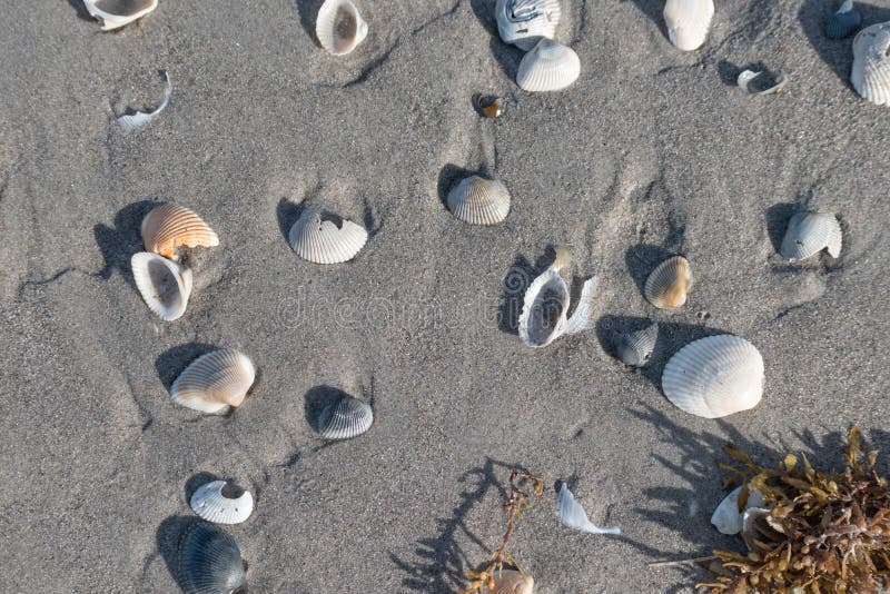 Scattered Seashells on Shore Stock Image - Image of seashells, marine ...