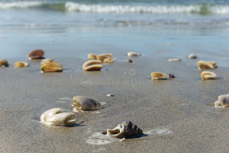 Scattered Seashells Washed Up on Beach Stock Image - Image of south ...