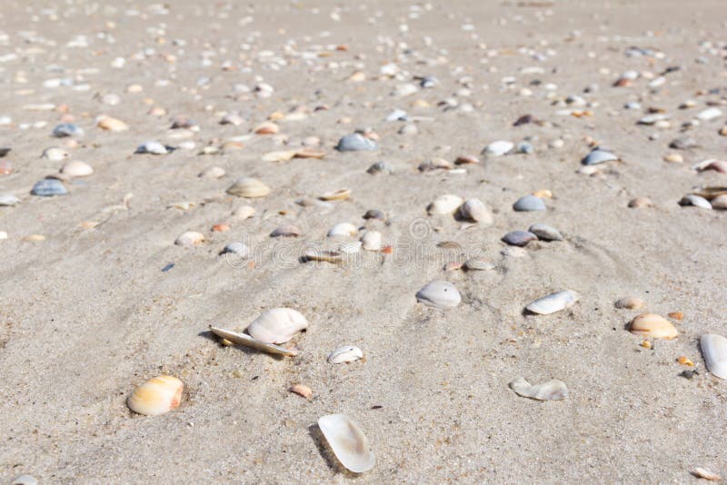 Tropical Beach With Various Shells In Sand Stock Photo - Image of ...