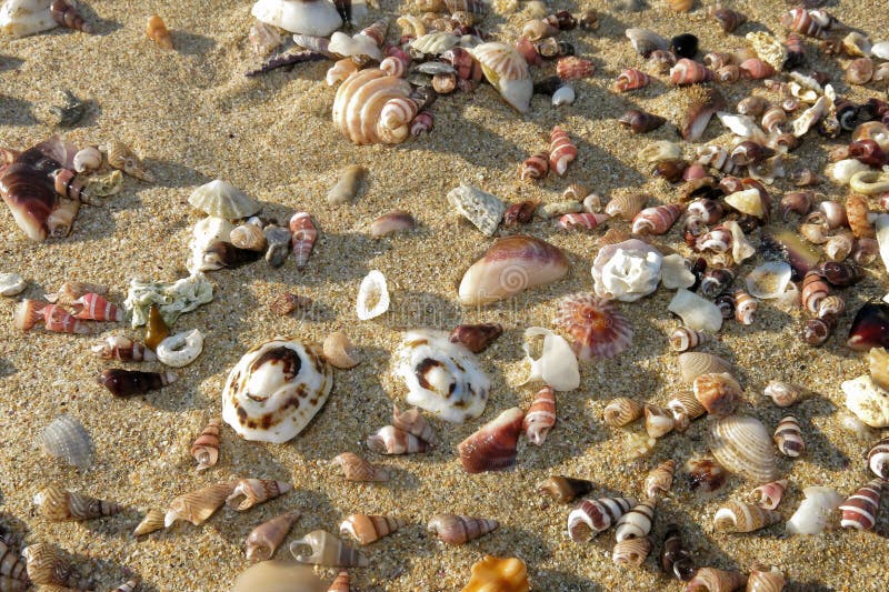 Scattered shells on sand stock image. Image of leisure - 32199785