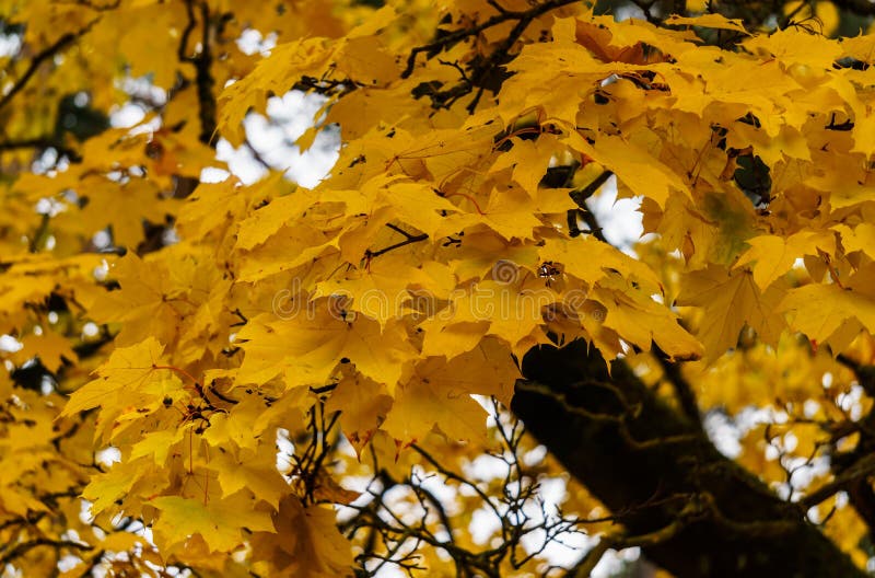 Scattered with Yellow-orange Leaves, Maple Tree Branches in the Park ...