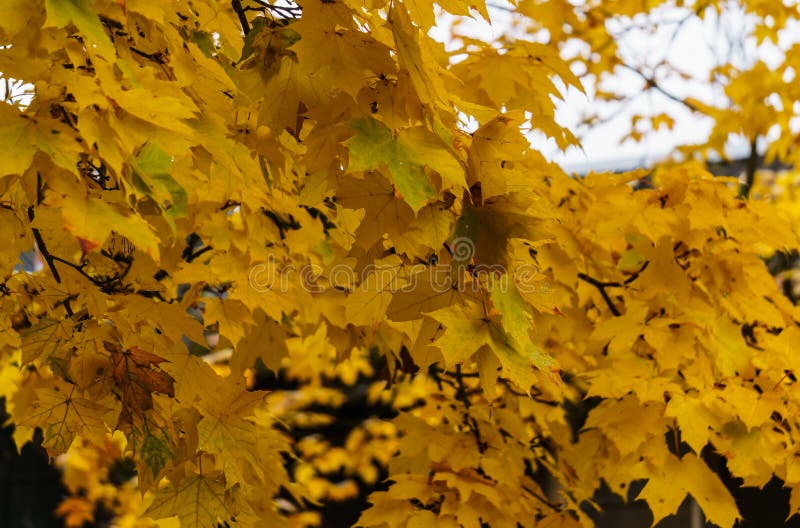 Scattered with Yellow-orange Leaves, Maple Tree Branches in the Park ...