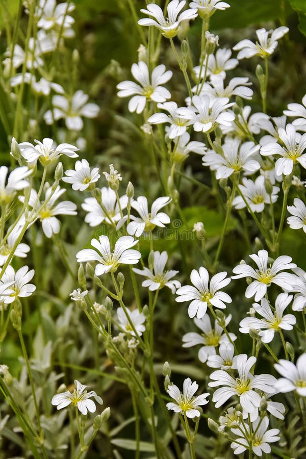 Scattering of Blooming White Flowers on Flowers Bed in Garden ...