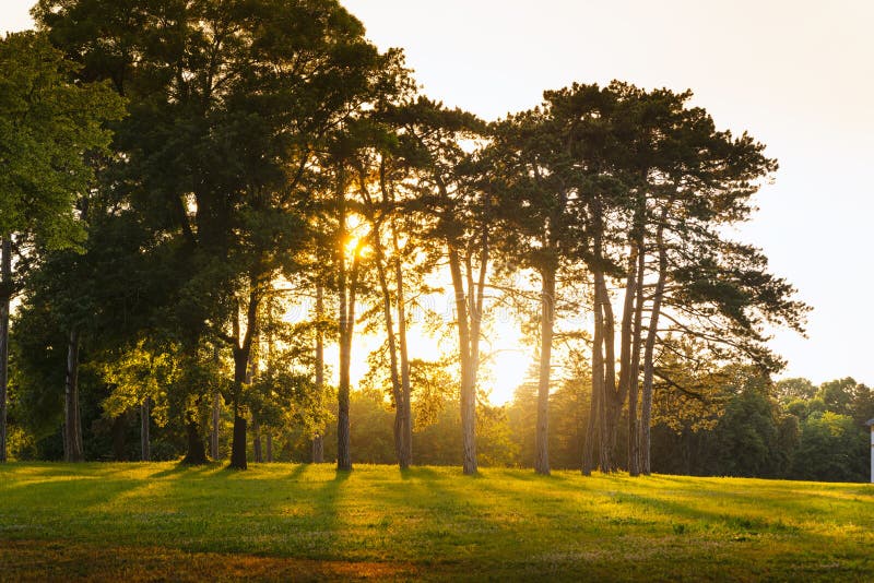 Scattering Light among the Trees Stock Image - Image of sunny, light ...