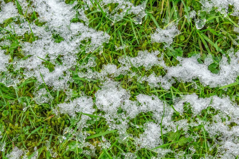A Scattering of Snow on Green Grass Stock Image - Image of garden ...