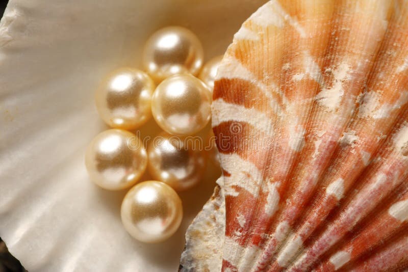 White pearls in seashell stock image. Image of pearl - 30019037