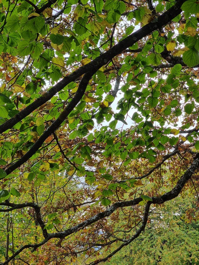 Scatto Verticale Dei Rami Verdi Degli Alberi Fotografia Stock ...