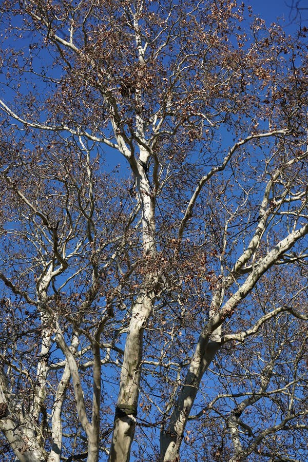 Scatto Verticale Delle Ramificazioni Di Alberi Di Autunno Senza Foglie ... Scatto Verticale Delle Ramificazioni Di Alberi Di Autunno Senza Foglie ...