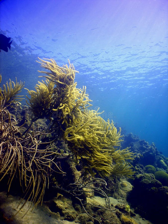 Scatto Verticale Di Alghe Marine Sui Coralli Sott'acqua Immagine Stock ...