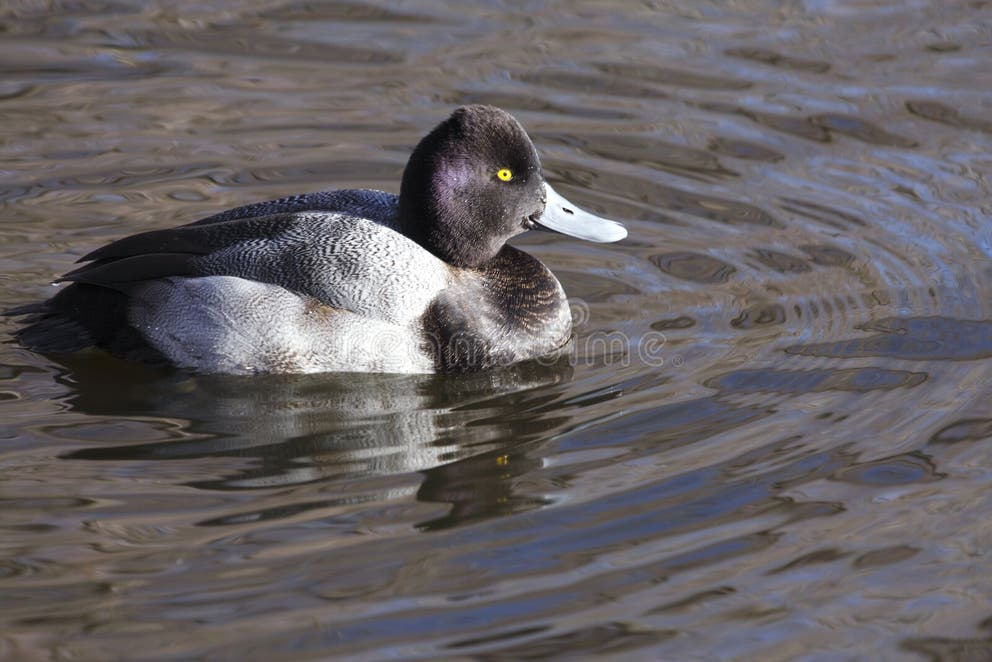 Scaup stock photo. Image of plumage, bill, feather, scaup - 5422956