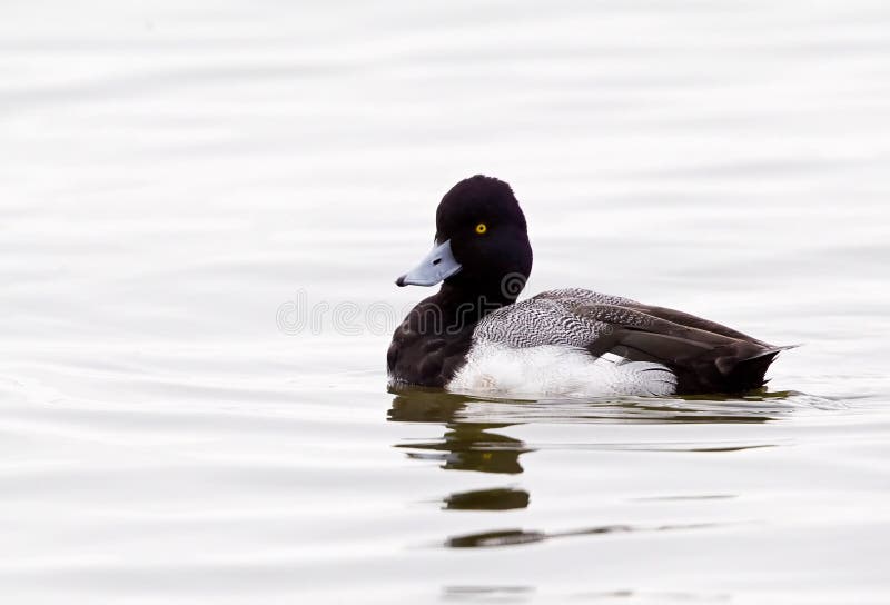 Scaup drake duck stock photo. Image of landscape, bird - 67118312